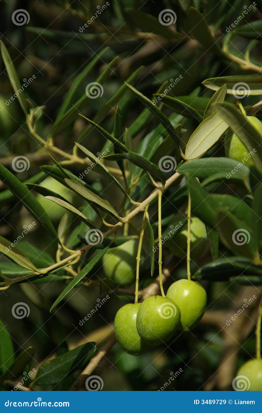 Olijf 12 stock afbeelding. Image of eten, olijven, groen - 3489729