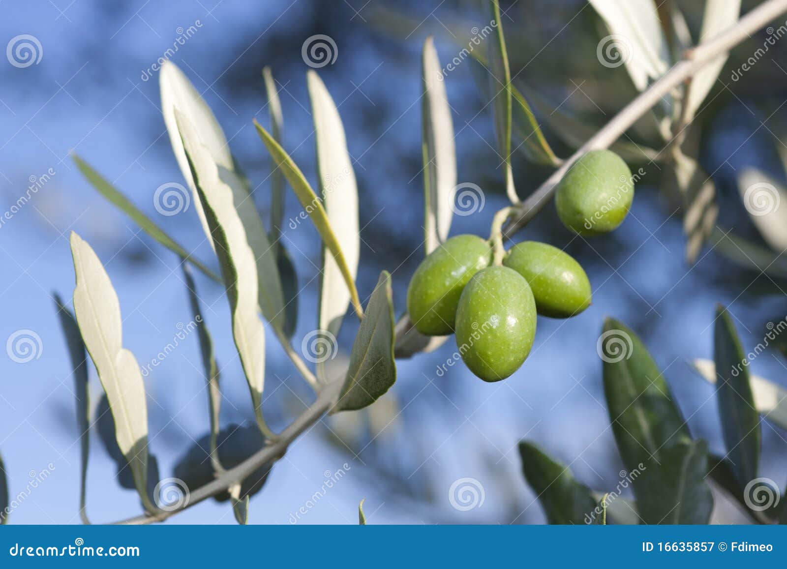 Olijf stock afbeelding. Image of landbouw, hemel, voeding - 16635857