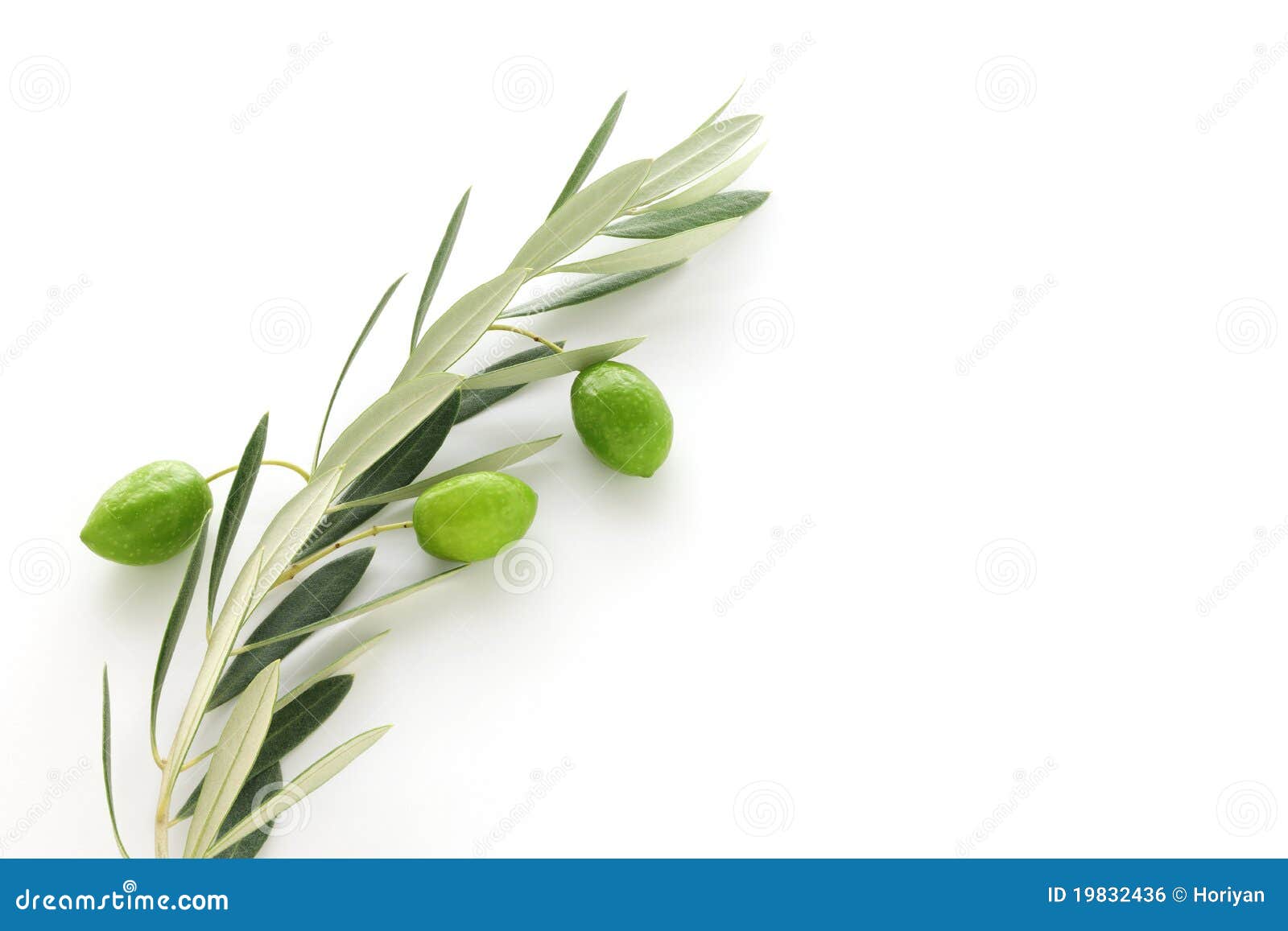 Olijf stock foto. Image of plantaardig, vegetariër, nave - 19832436