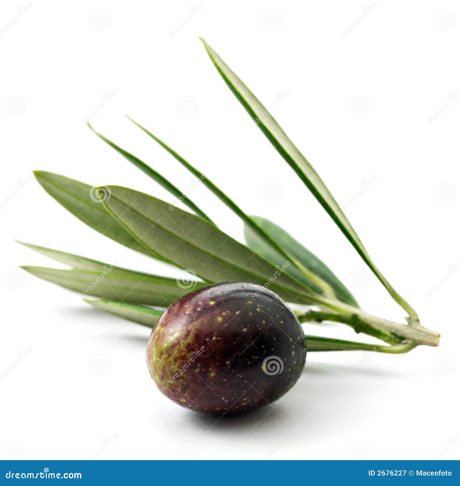 Olijf stock afbeelding. Image of oogst, olijf, nadruk - 2676227