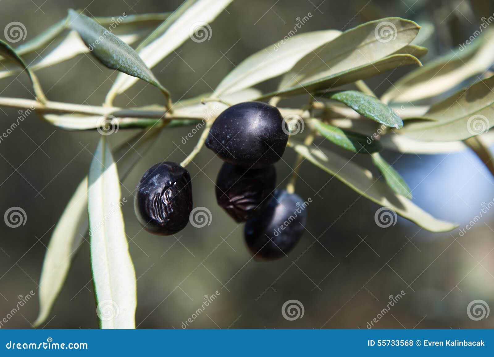 Olijf stock foto. Image of vers, gezond, olijf, olie - 55733568