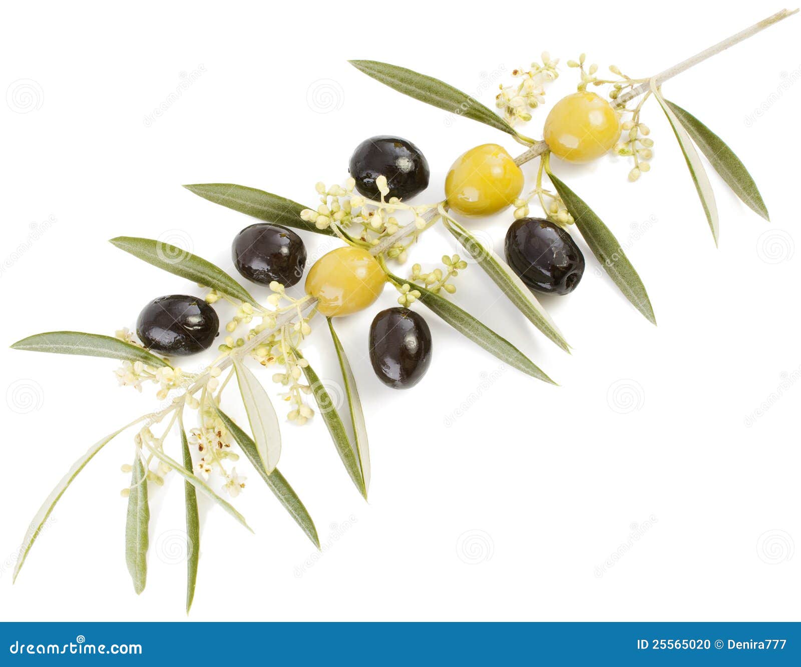 Olijf en bloesem stock foto. Image of olijf, studio, bloesem - 25565020