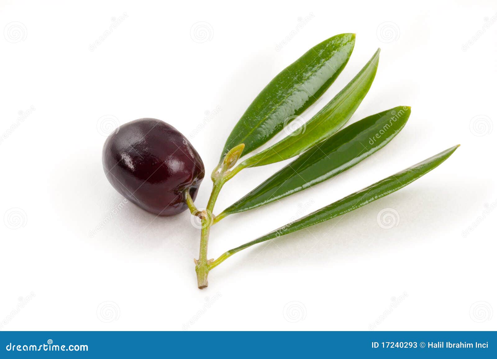 Olijf en groene bladeren stock afbeelding. Image of italië - 17240293