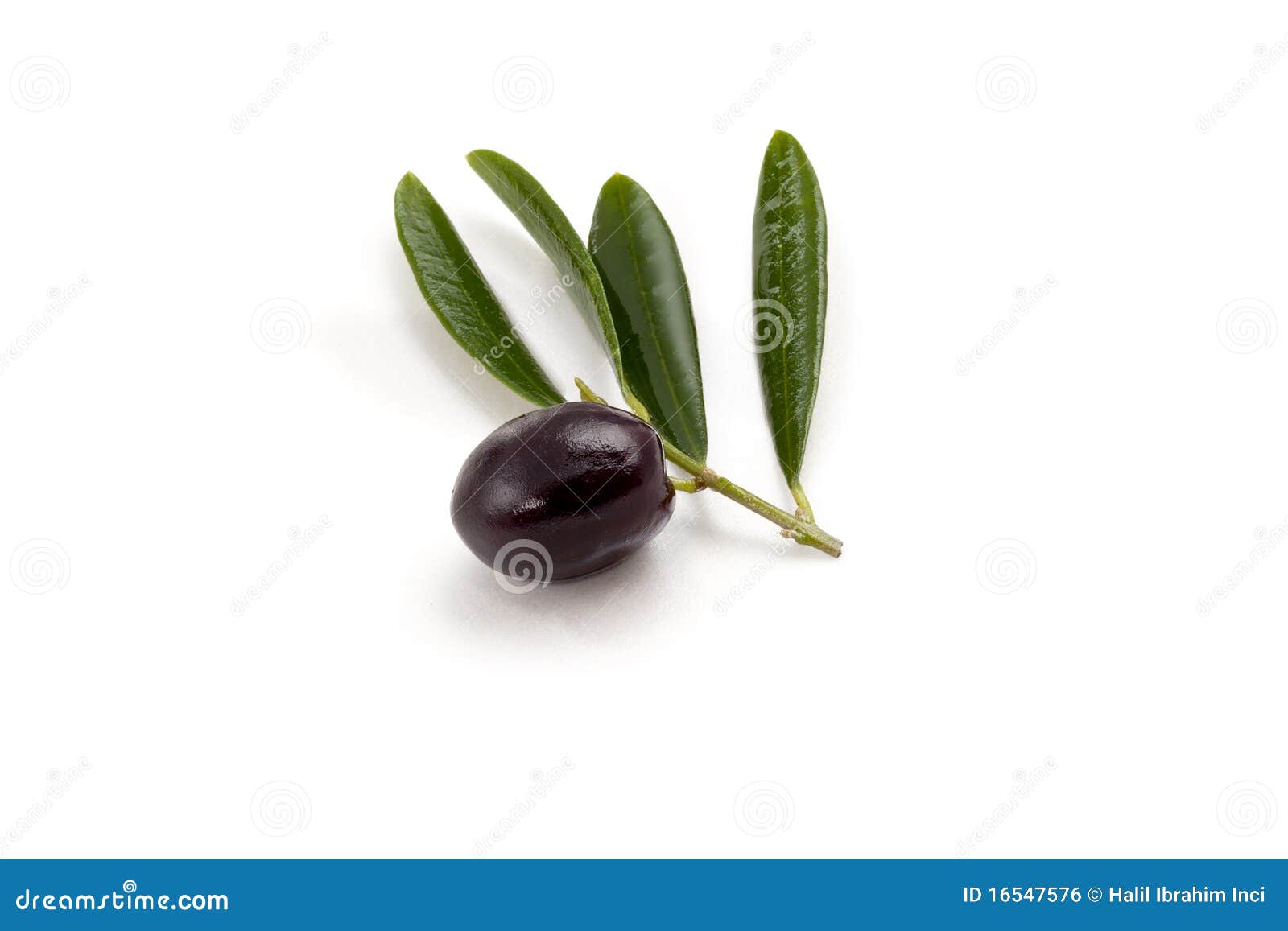 Olijf met blad stock foto. Image of bladeren, leven, sluit - 16547576