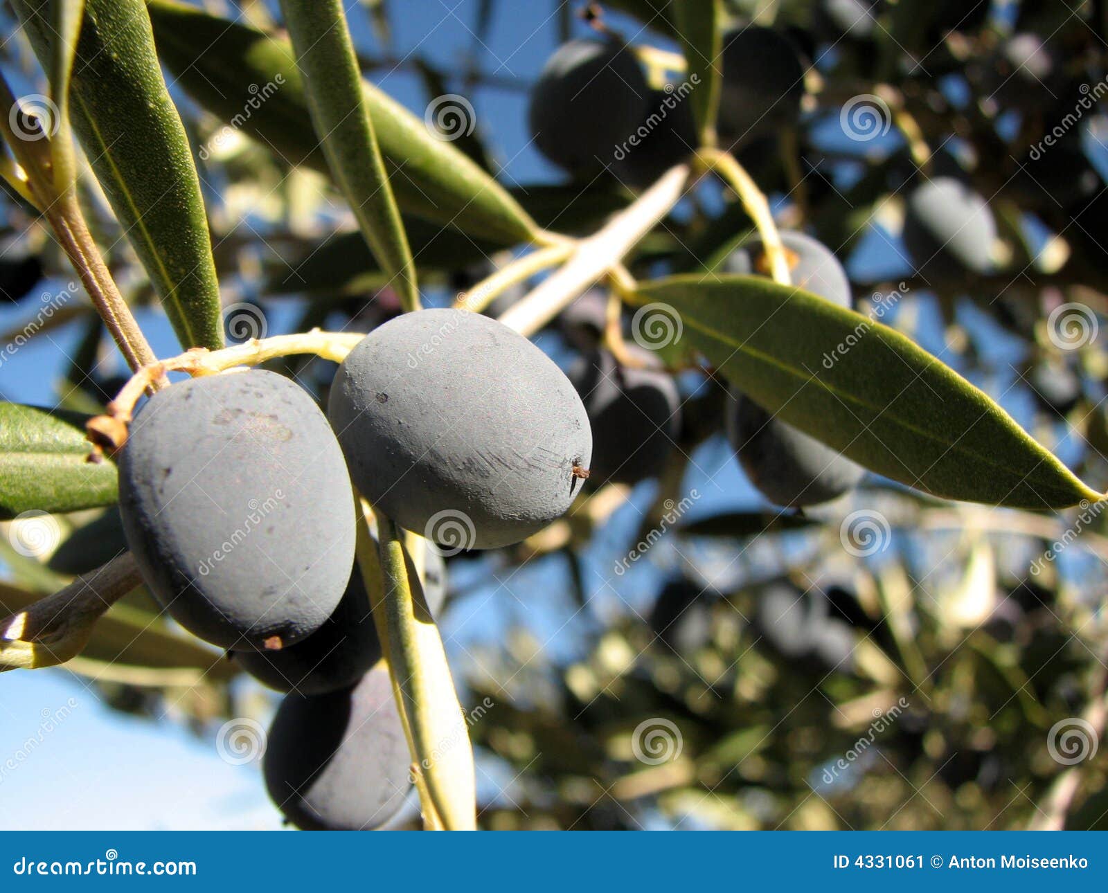 Olijf op een boom stock afbeelding. Image of olie, boom - 4331061