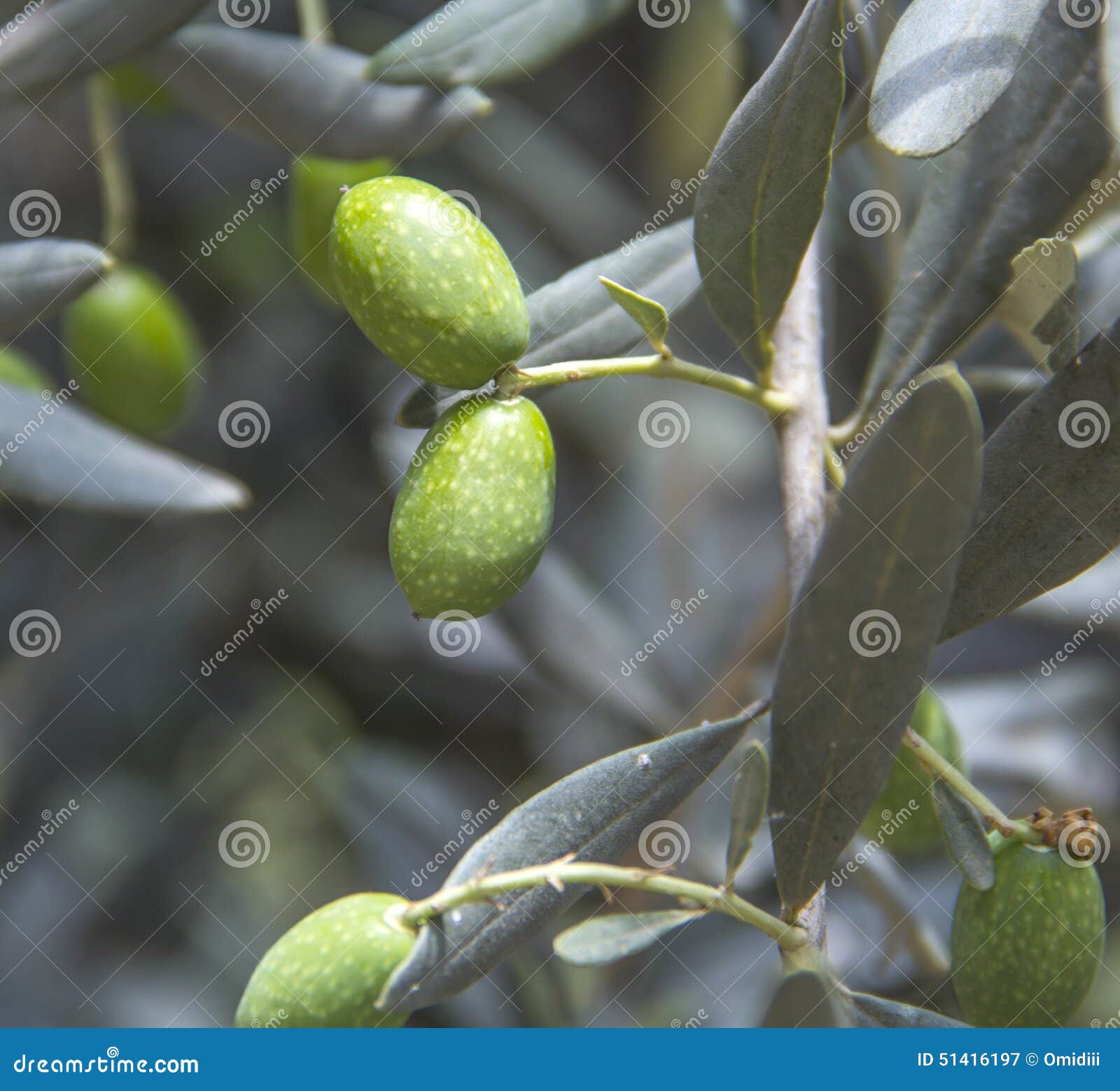 Olijf op tak stock afbeelding. Image of beste, gedoemd - 51416197