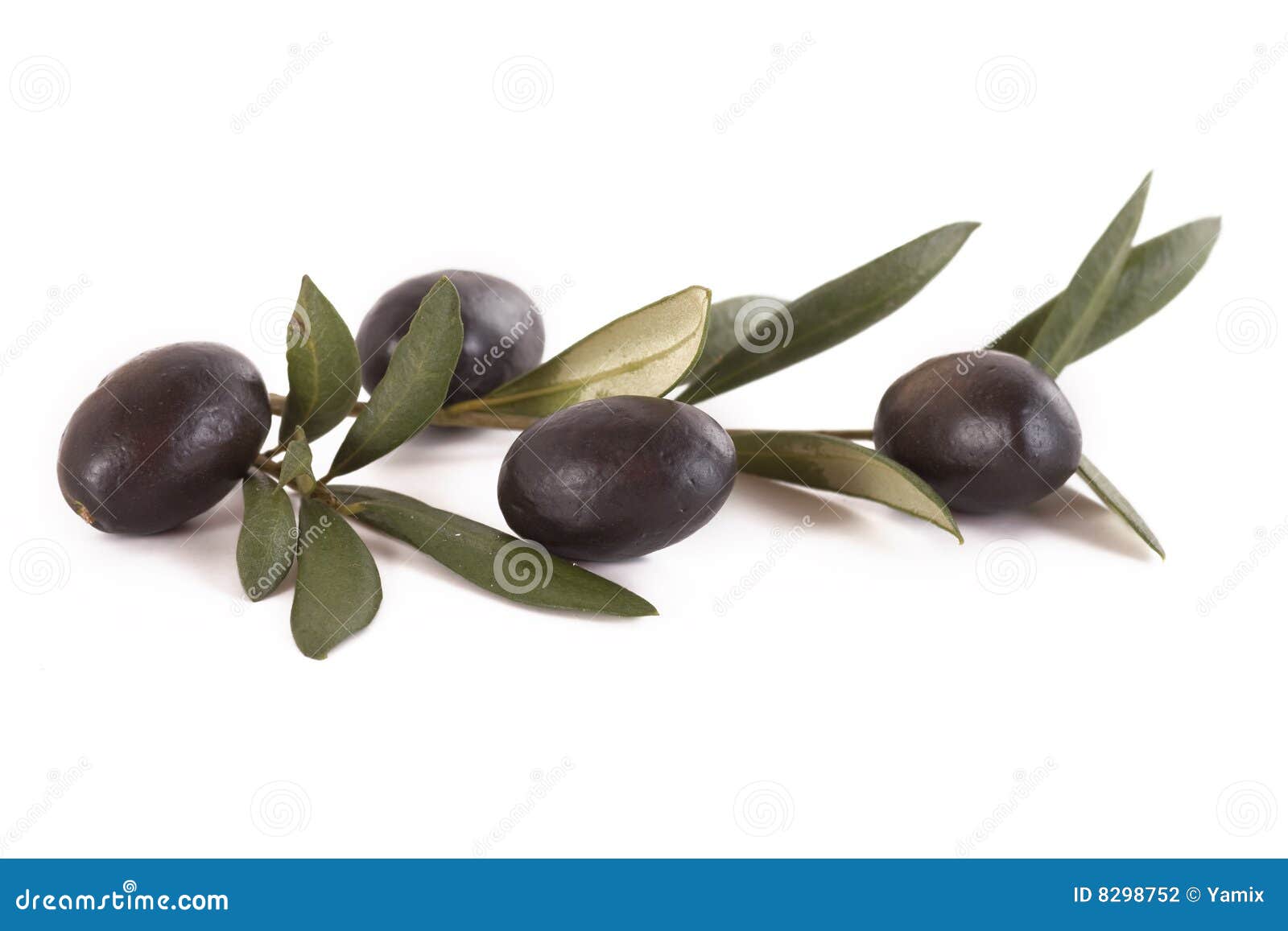 Olijf op tak stock foto. Image of omega, olijf, martini - 8298752