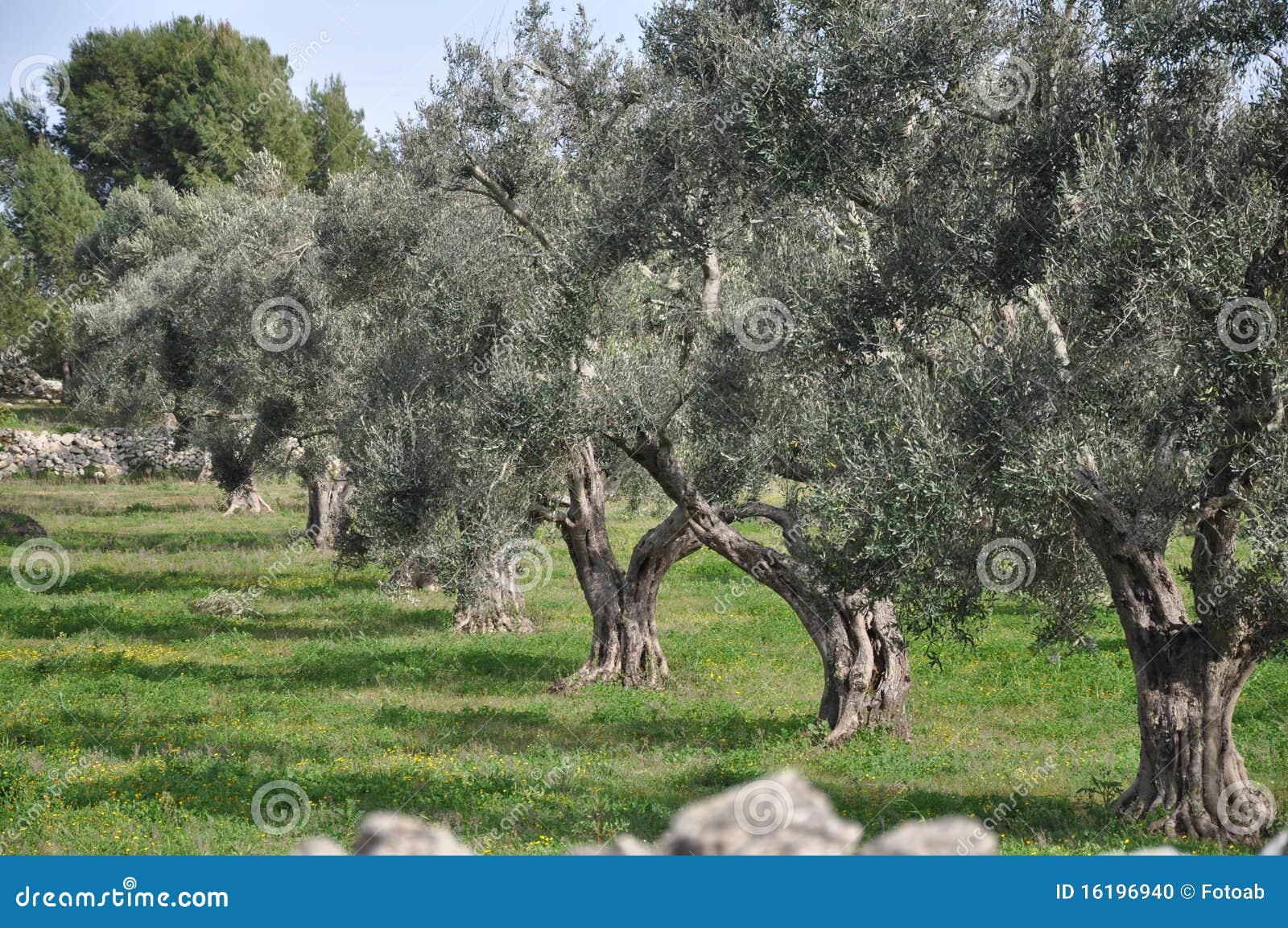 Olijfboom stock foto. Image of italië, weide, kust, gebied - 16196940