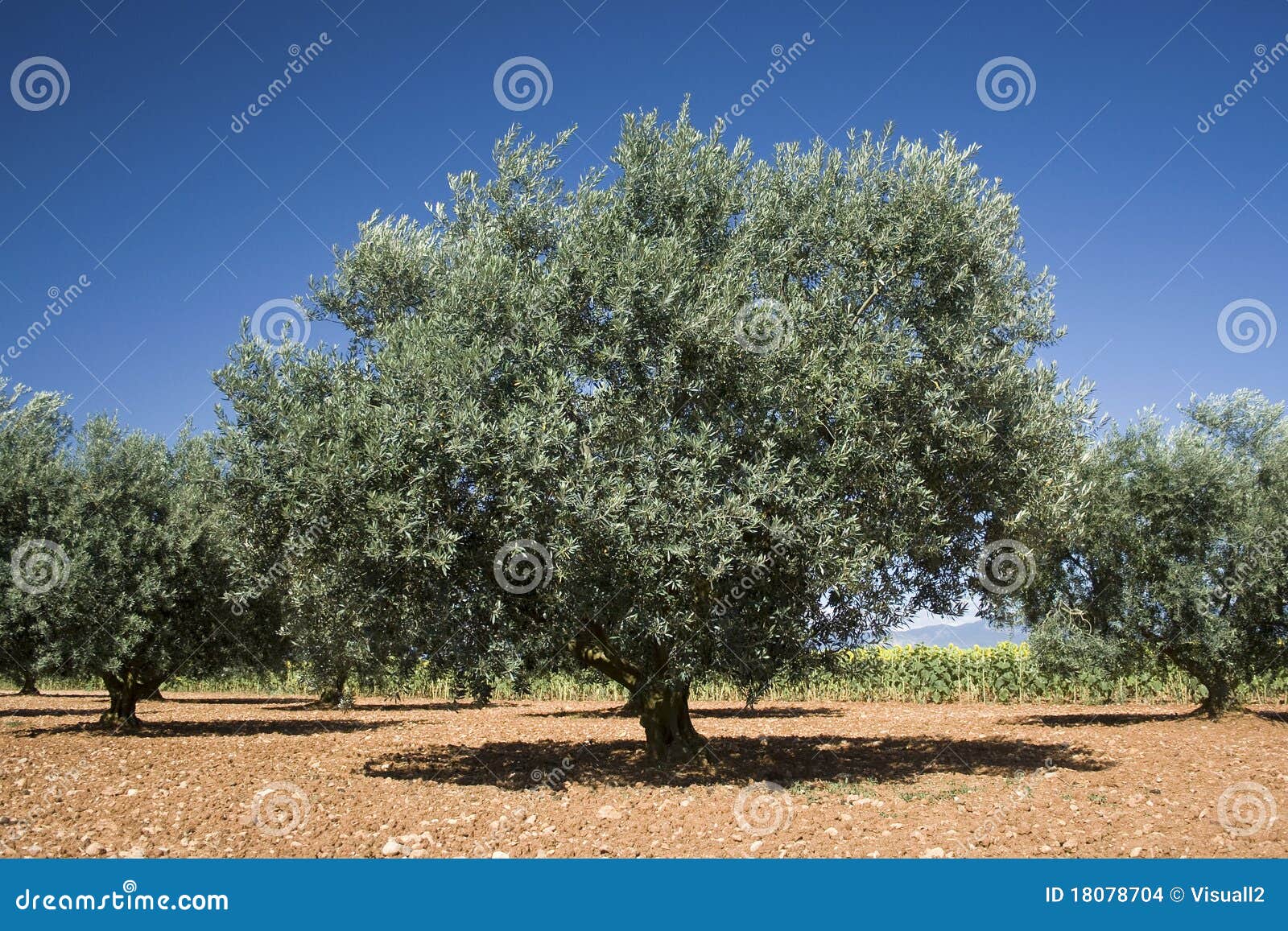 Olijfboom stock foto. Image of bosje, boom, olijf, frankrijk - 18078704