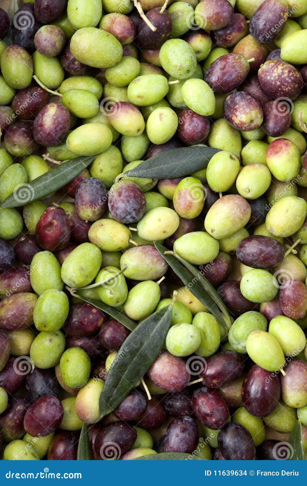 Olijven stock foto. Image of olijf, boom, cultuur, gezond - 11639634