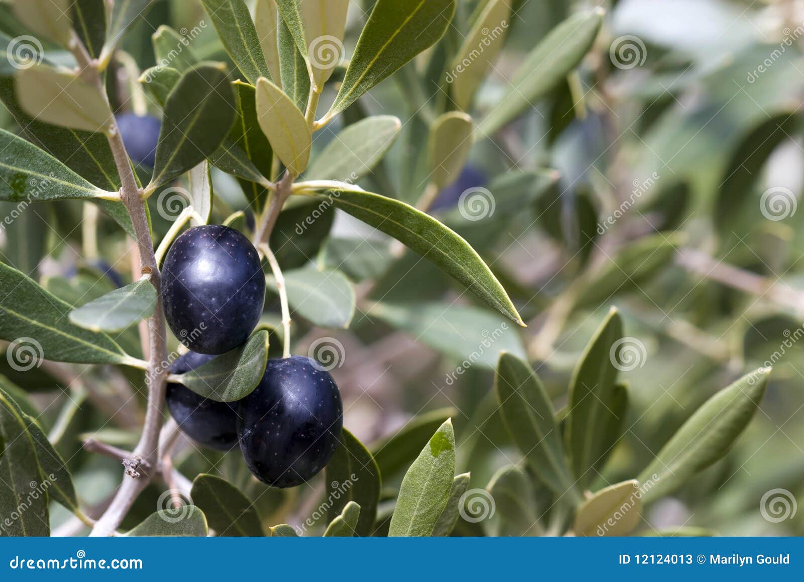 Olijven in Boom - zwarte stock afbeelding. Image of boomgaard - 12124013