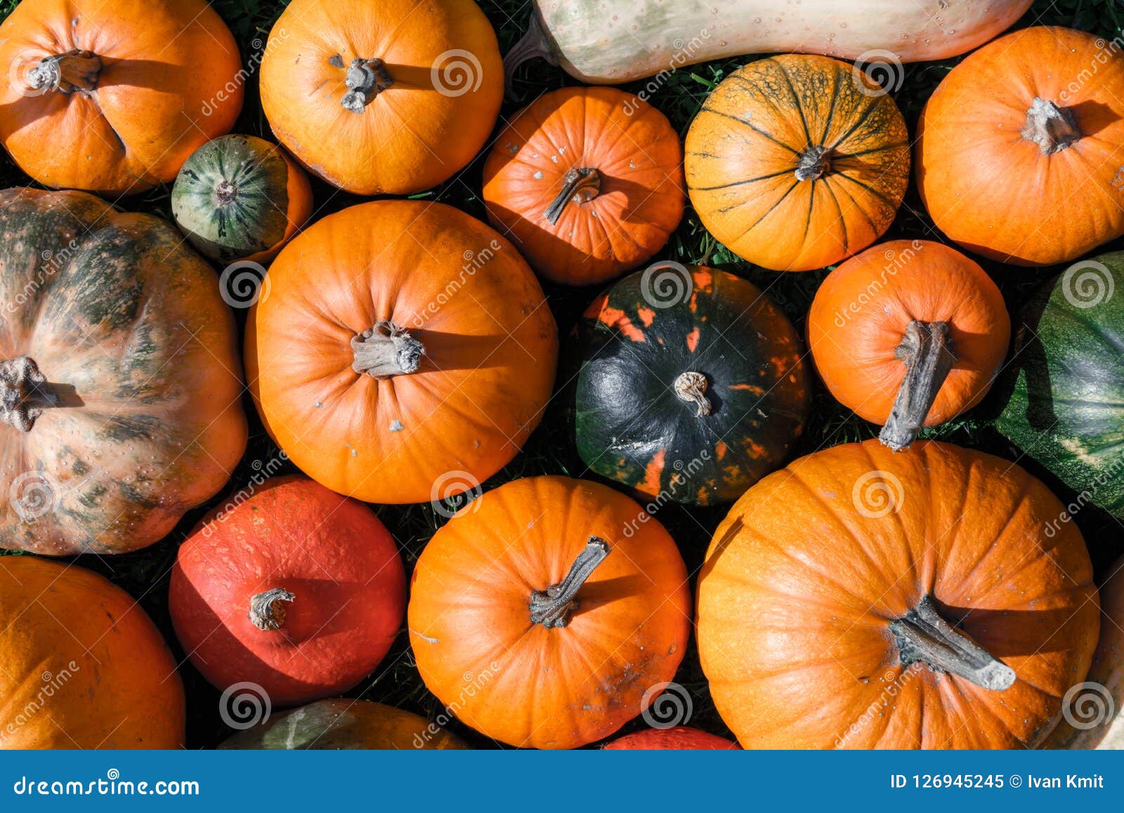 Olik Sort Av Pumpacloseupen Fotografering för Bildbyråer - Bild av ...