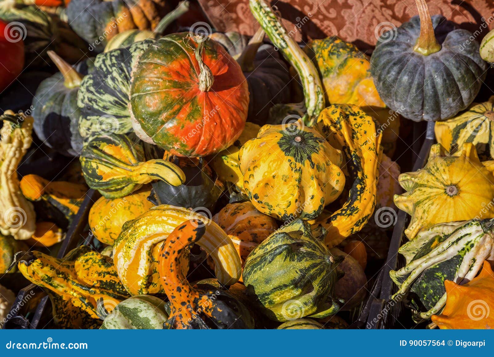 Olika Sorter Av Pumpor I Solsken Arkivfoto - Bild av skörd, kulört ...
