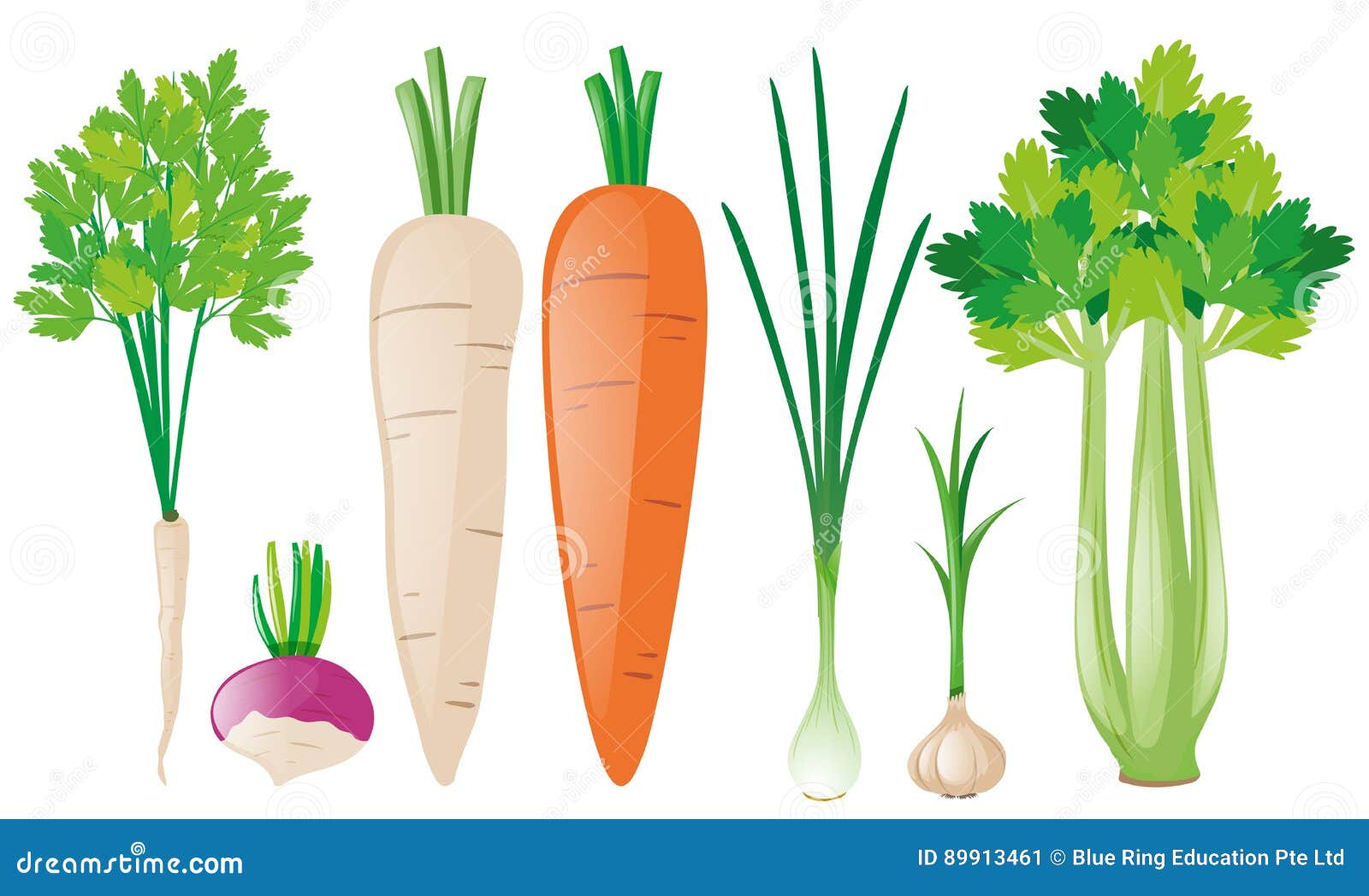 Olika typer av rotfrukter stock illustrationer. Illustration av rödbeta ...