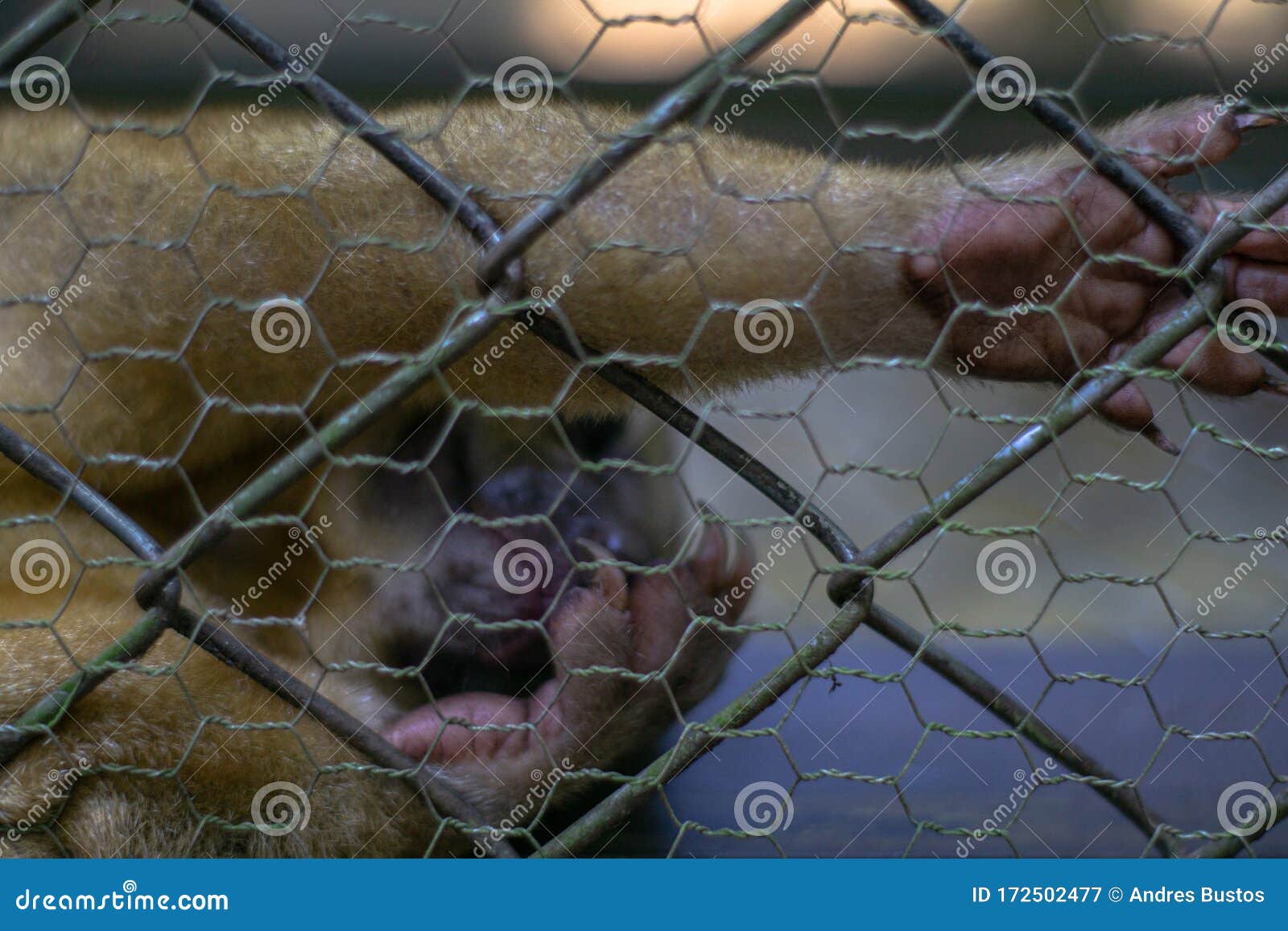 Olingo Animal Locked in Zoo Cage Stock Image - Image of exhibit, locked ...