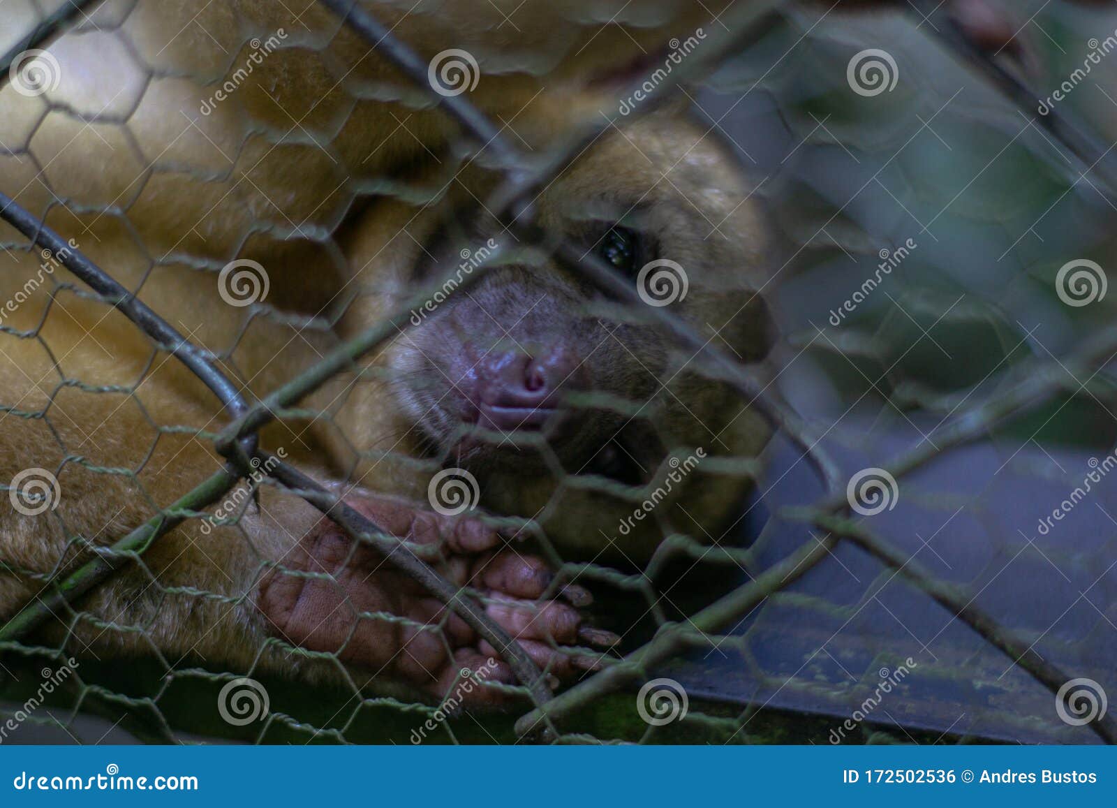 Olingo Animal Locked in Zoo Cage Stock Photo - Image of beautiful ...