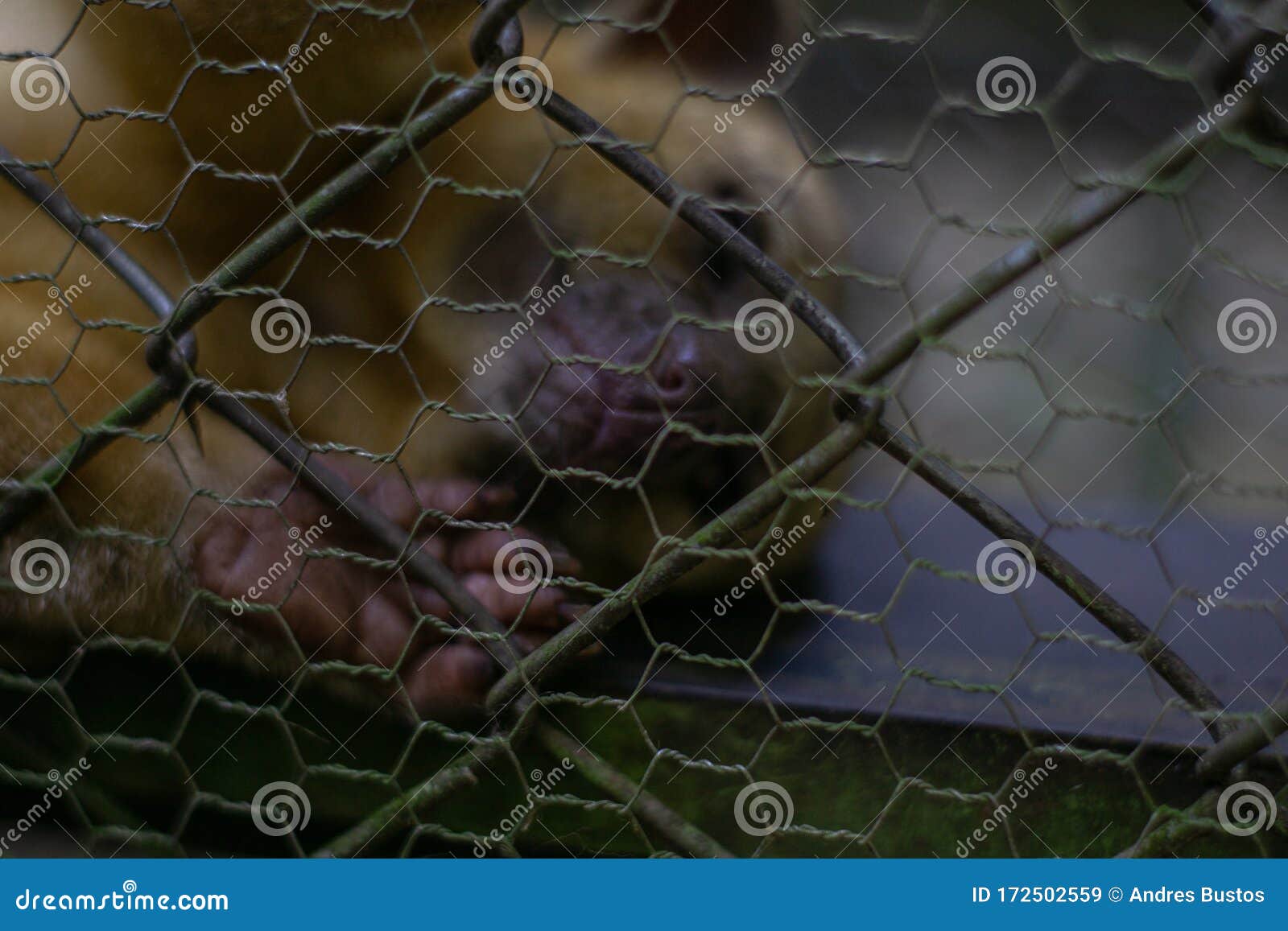 Olingo Animal Locked in Zoo Cage Stock Image - Image of escape, central ...