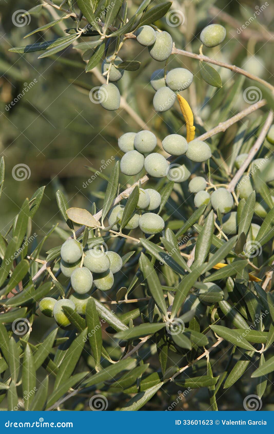 Oliv i oliv fotografering för bildbyråer. Bild av frukt - 33601623