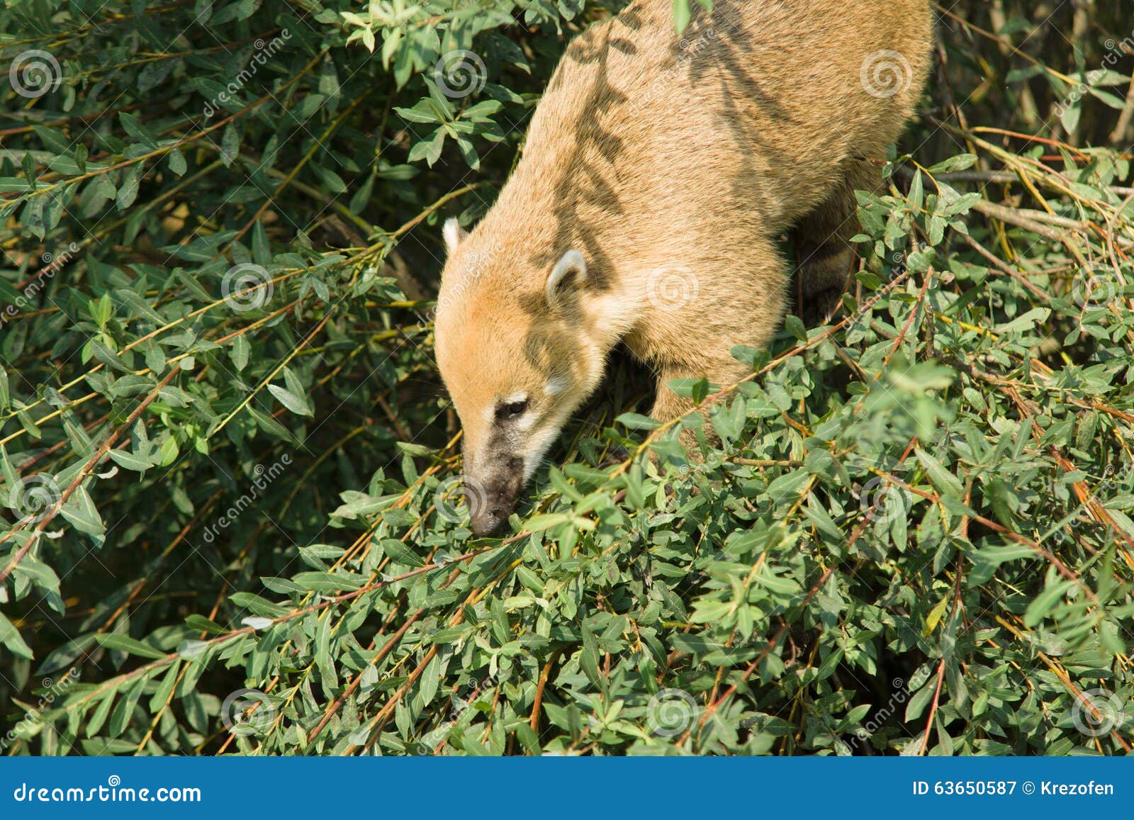 Olivacea Del Nasuella Del Mapache Imagen de archivo - Imagen de lindo ...