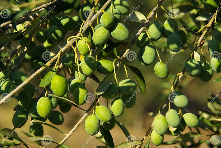 Olive 01 stock photo. Image of harvest, leaf, organic - 3489550