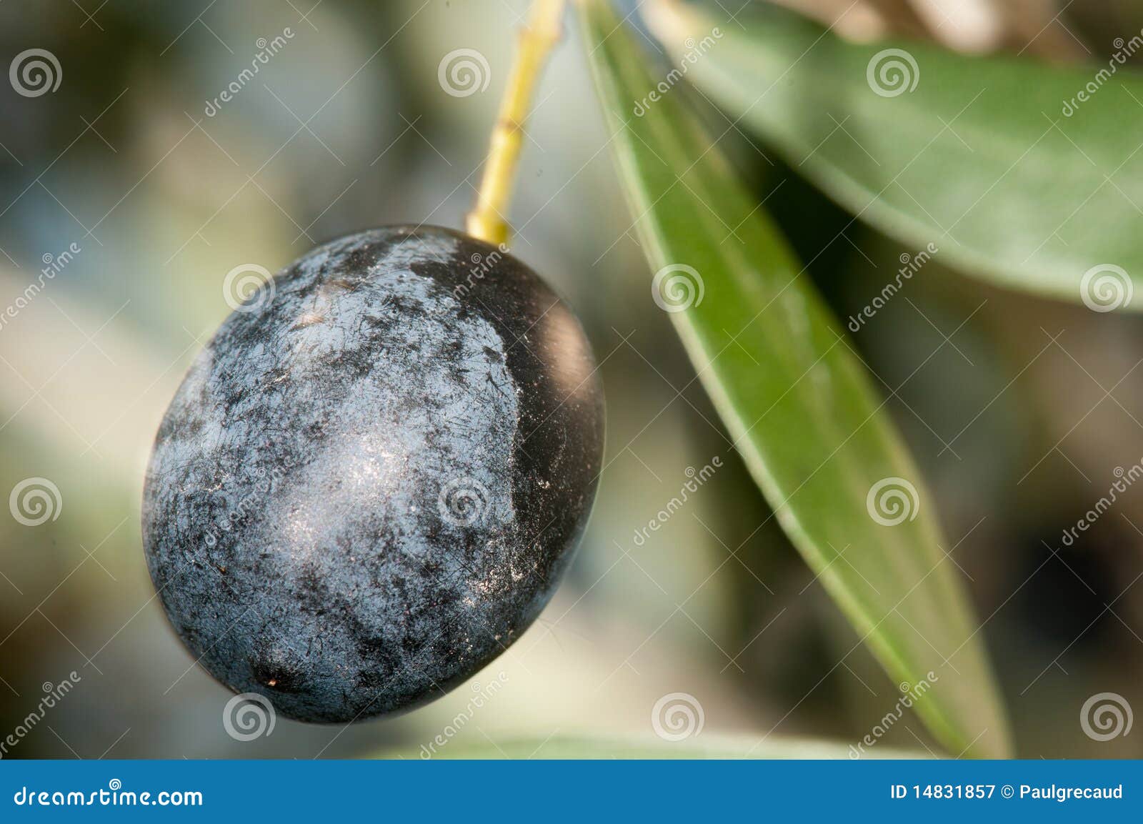 Olive stock image. Image of maturity, growth, leaf, diet - 14831857