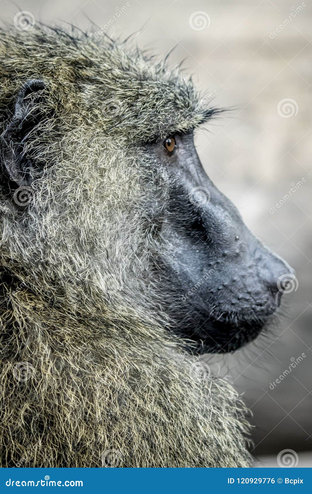 Olive Babboon profile stock photo. Image of olive, view - 120929776