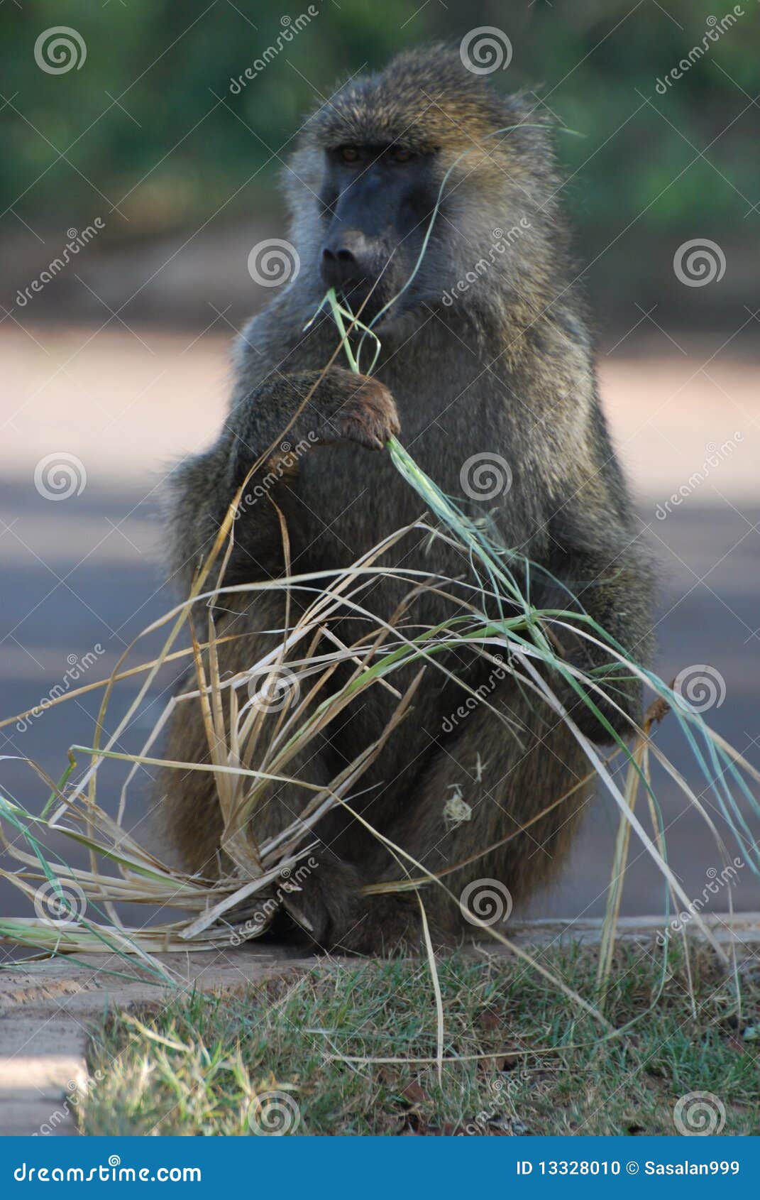 Olive Baboon stock photo. Image of tanzania, safari, wildlife - 13328010