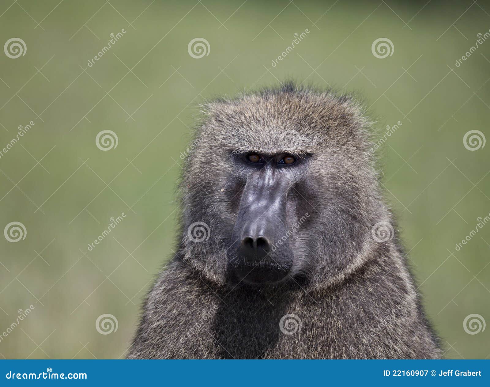 Olive Baboon stock image. Image of monkey, anubis, wildlife - 22160907