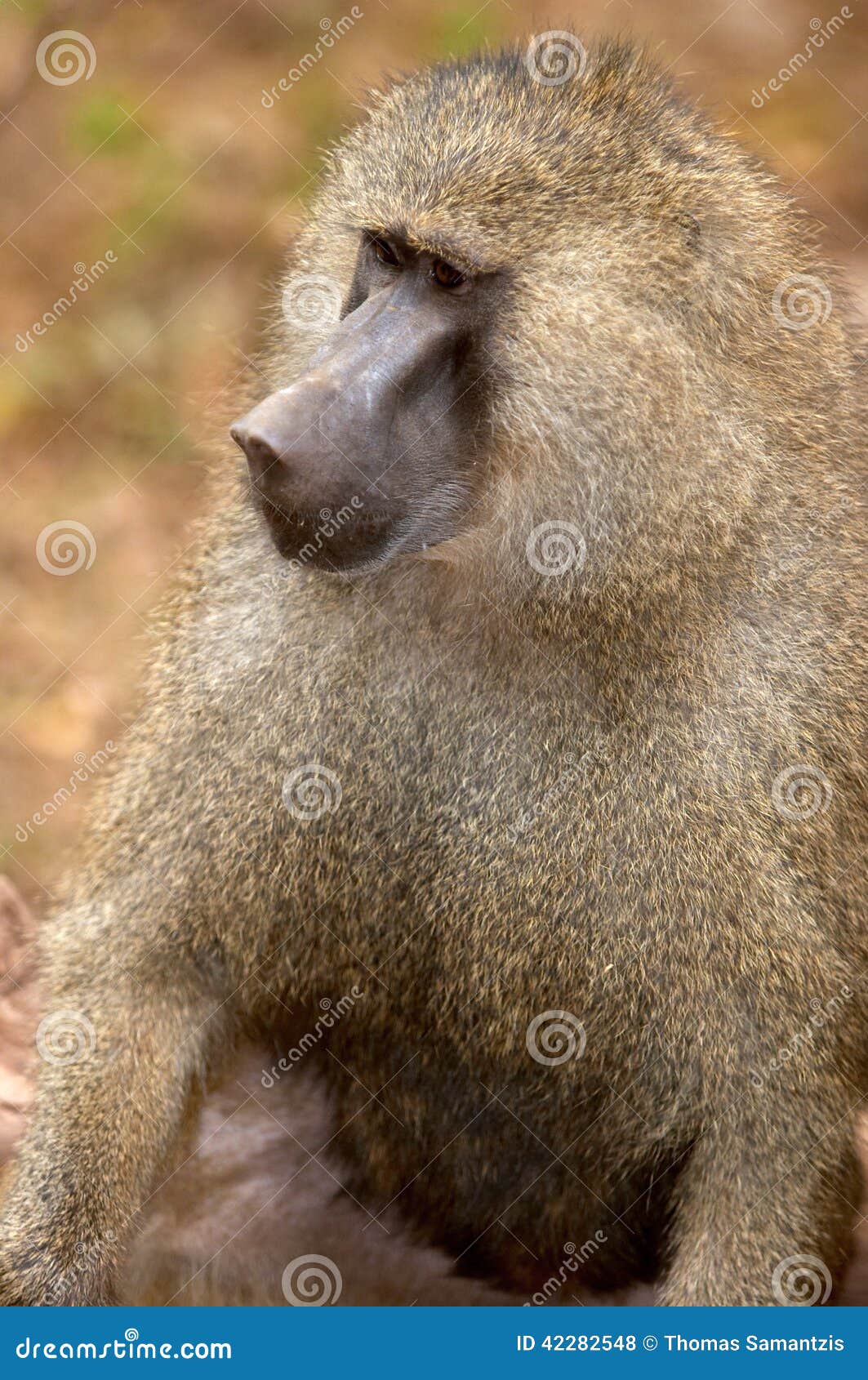 Olive Baboon stock foto. Image of bavianen, wild, afrika - 42282548
