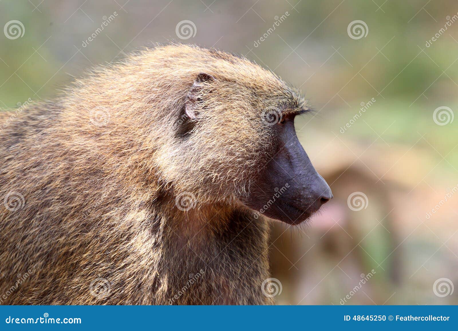 Olive Baboon foto de archivo. Imagen de mono, ghana, tanzania - 48645250