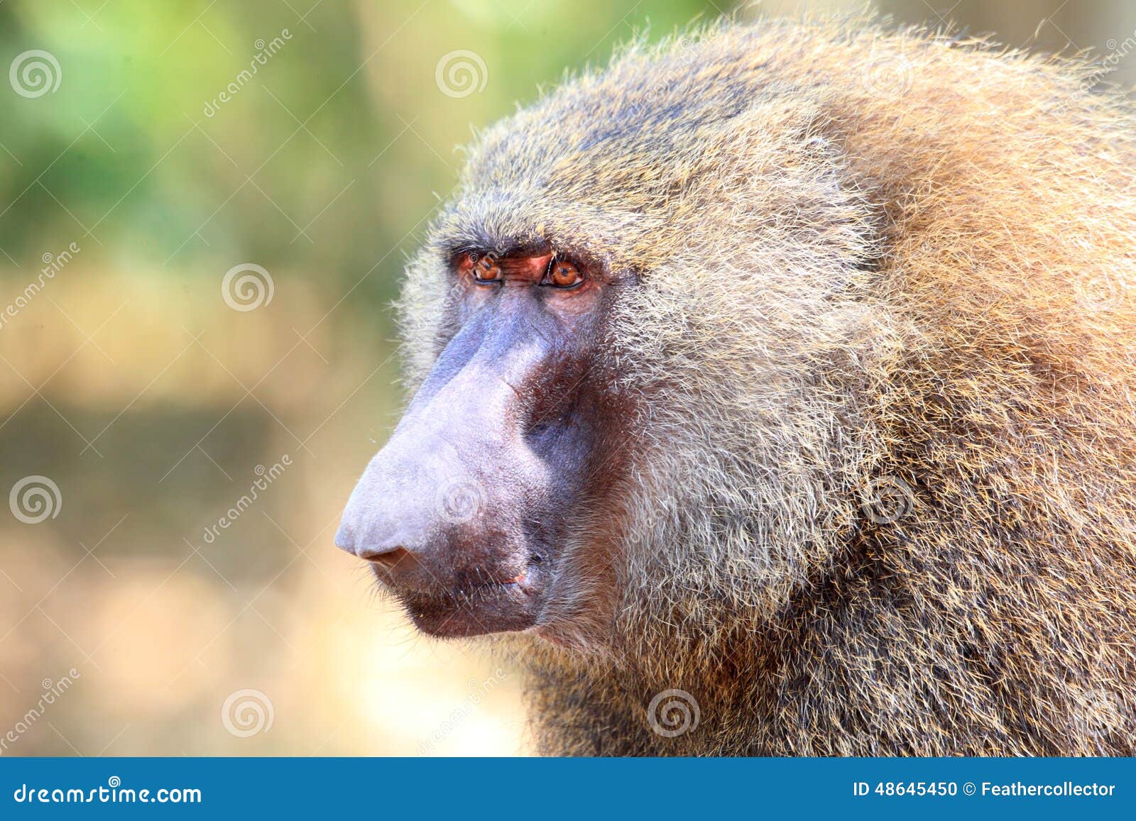 Olive Baboon photo stock. Image du occidental, afrique - 48645450