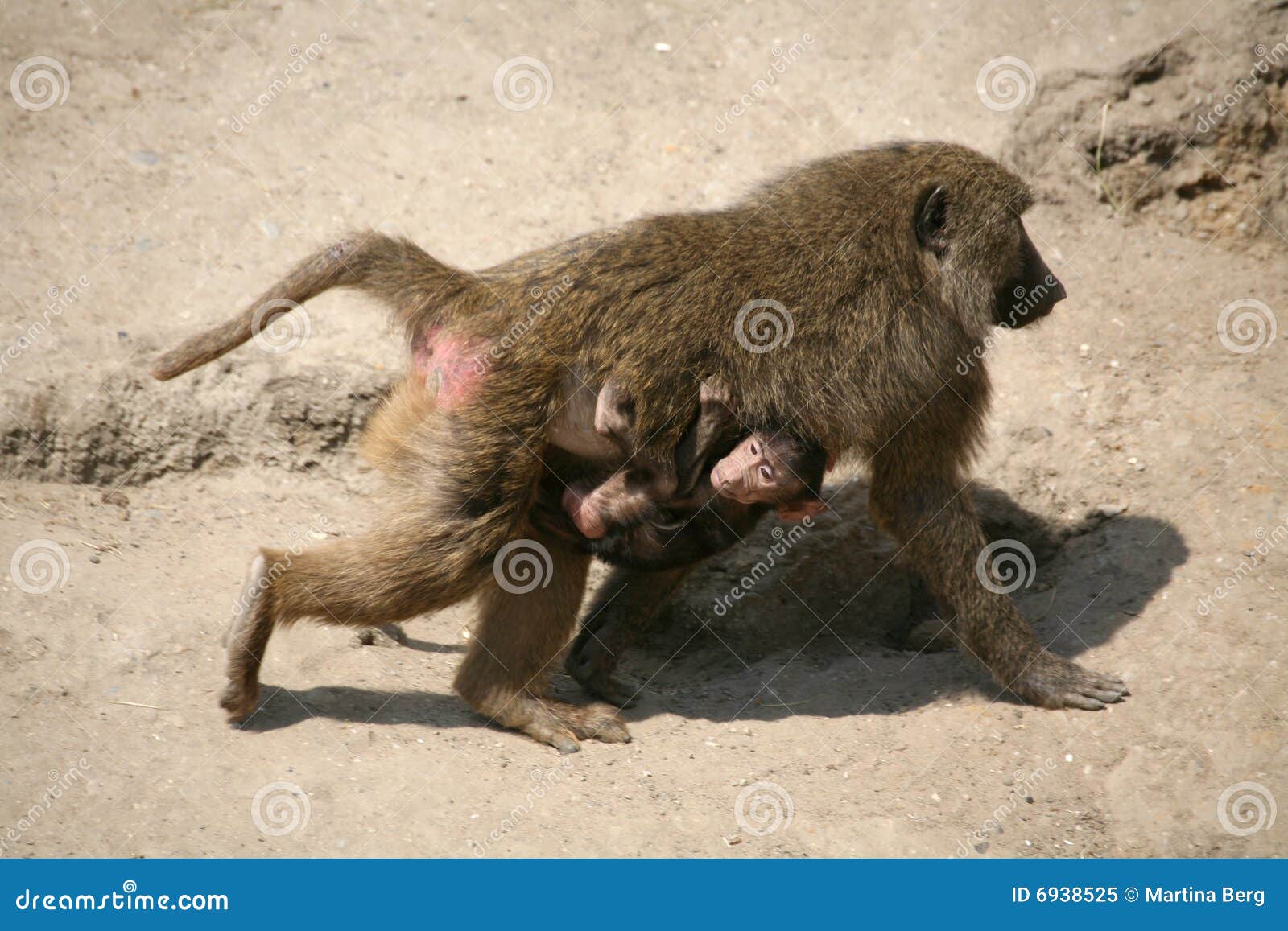 The Olive Baboon Papio Anubis , Also Called The Anubis Baboon , Sitting ...