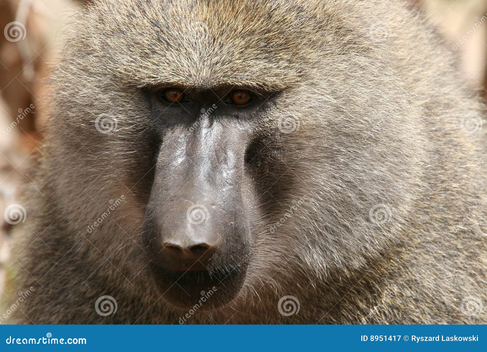 Olive Baboon stock image. Image of papio, monkey, closeup - 8951417