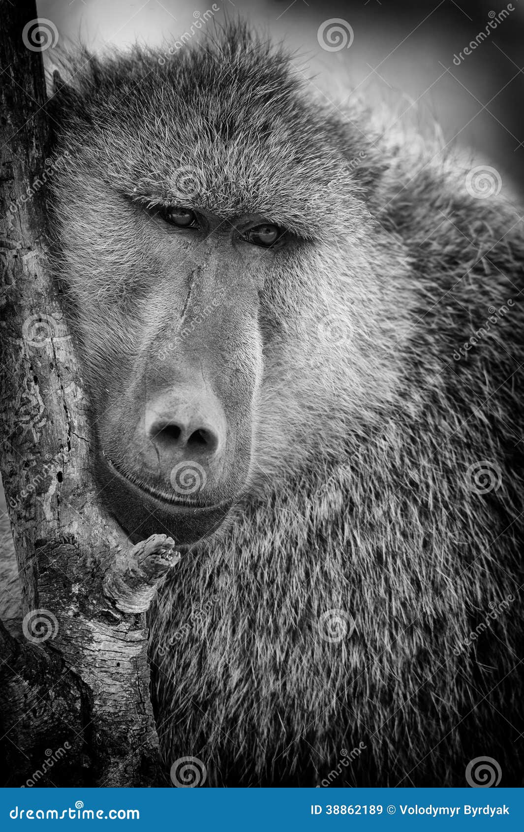 Olive baboon stock image. Image of mammal, looking, africa - 38862189