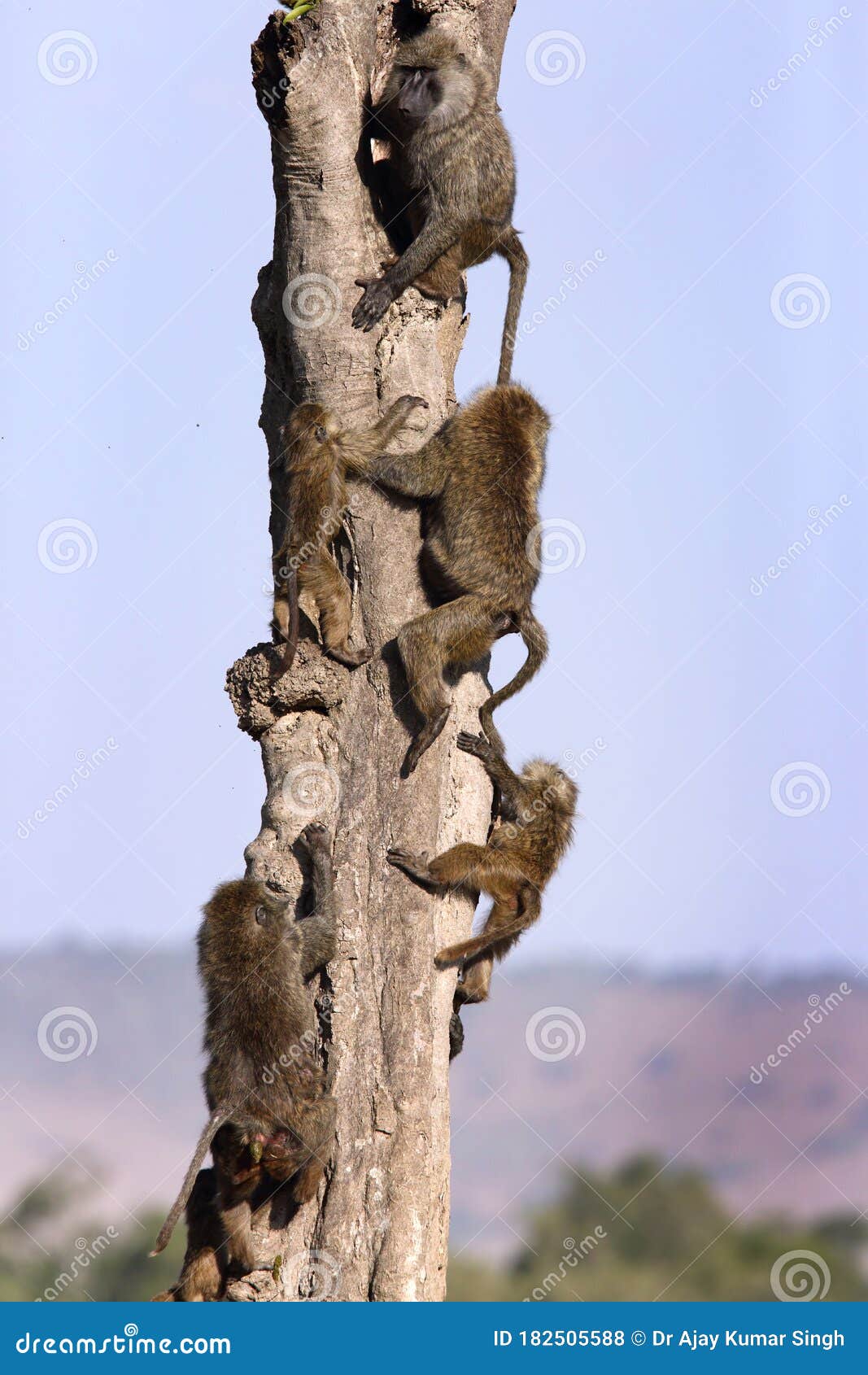 Olive Baboon Climbing on Tree for Safer Place Stock Photo - Image of ...