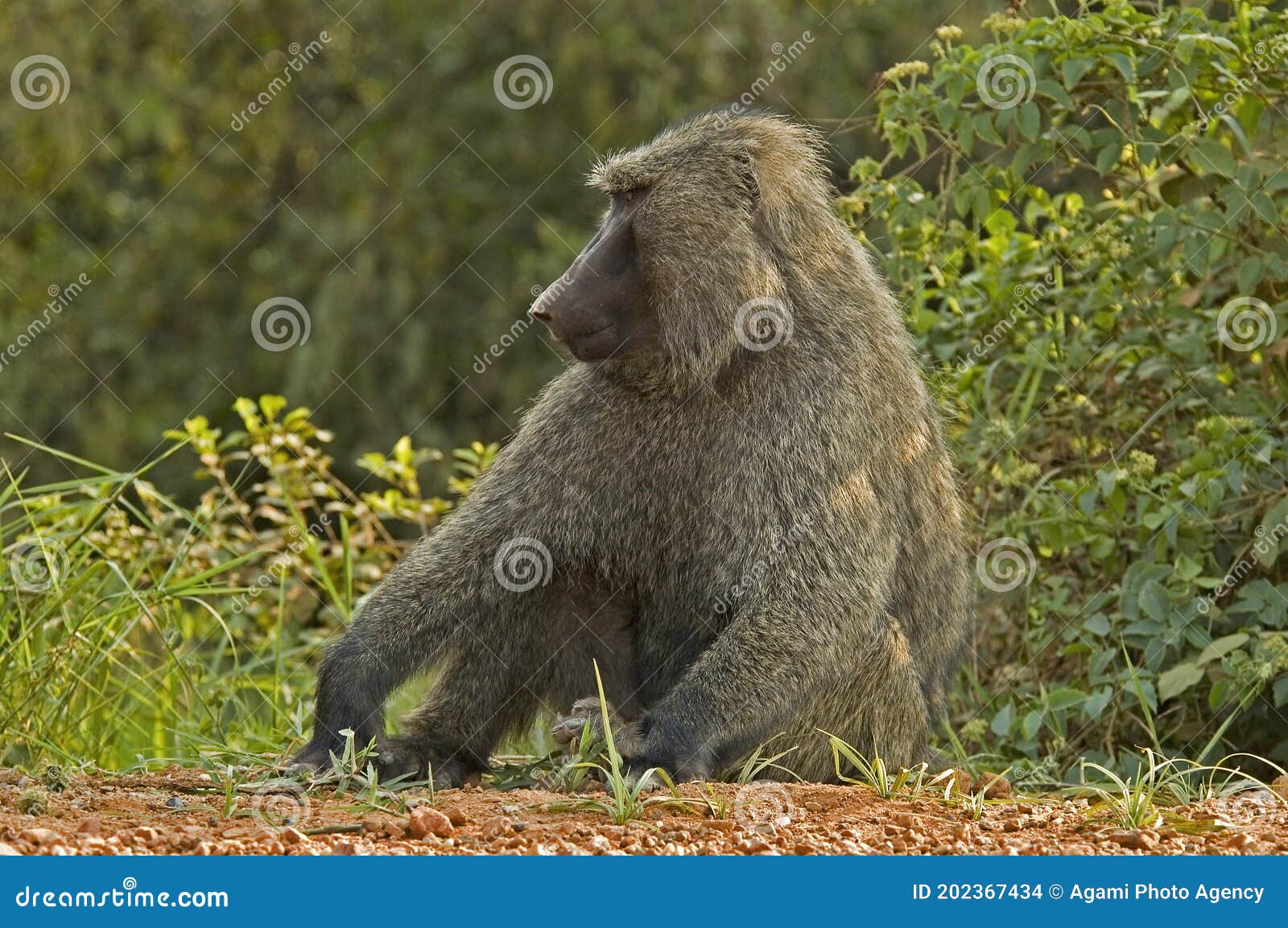 Olive Baboon, Groene Baviaan, Papio Anubis Stock Photo - Image of ...