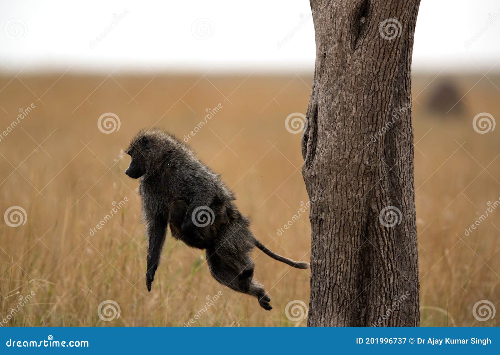 Olive Baboon Jumping from a Tree Holding Her Baby Stock Image - Image ...