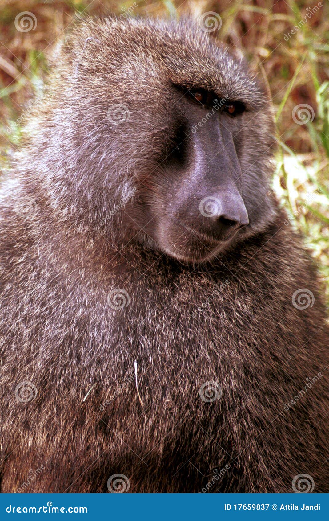 Olive Baboon, Lake Nakuru, Kenya Stock Image - Image of african ...
