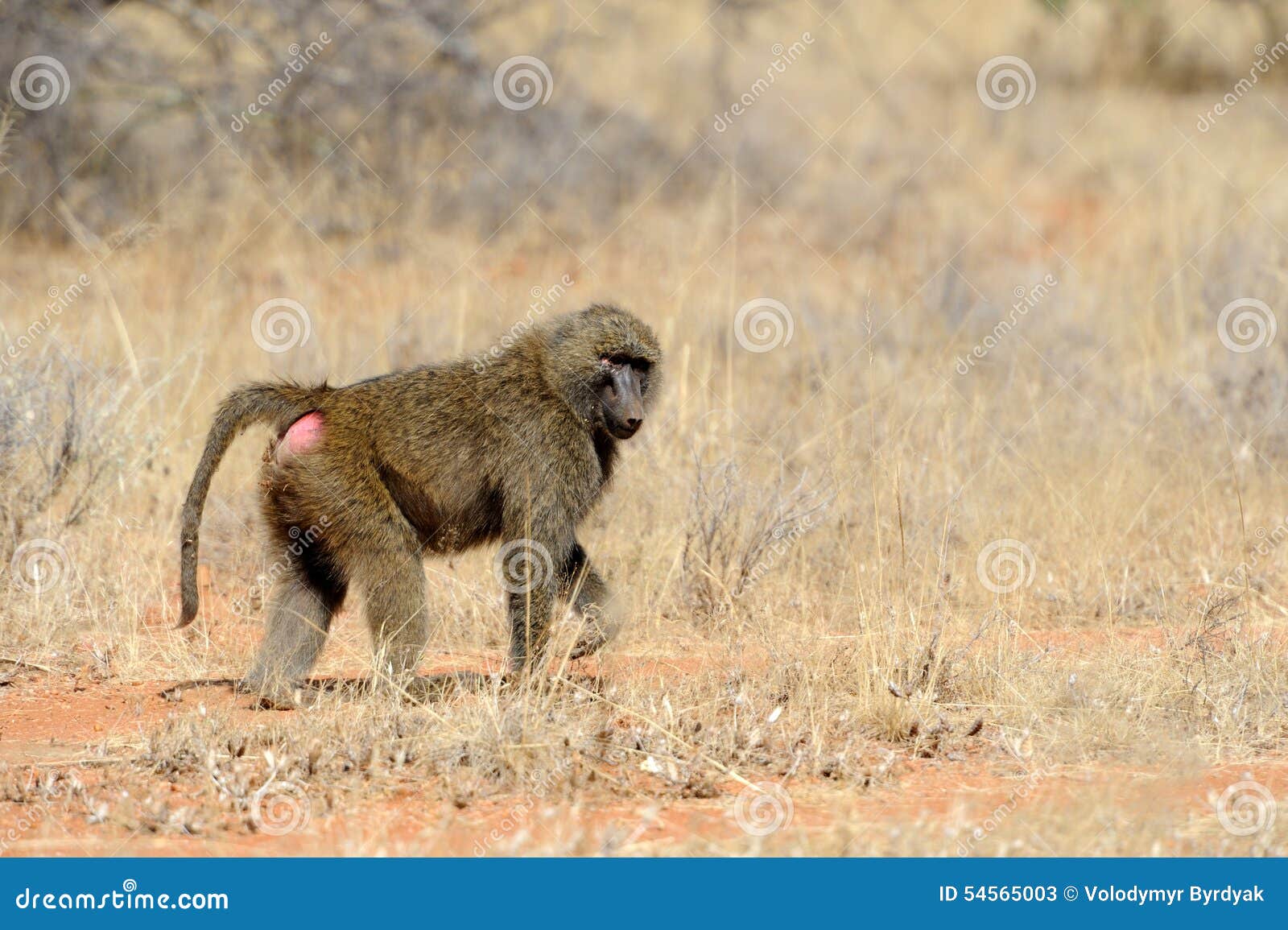 Olive Baboon in Masai Mara National Park of Kenya Stock Image - Image ...