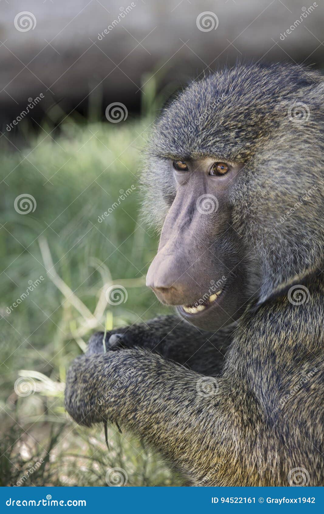 Olive Baboon stock image. Image of blackface, notendangered - 94522161