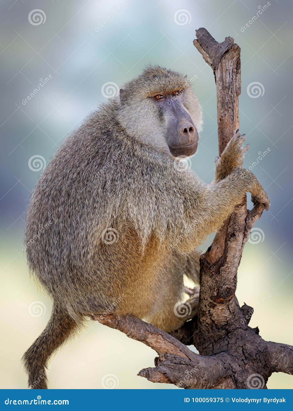 Olive Baboon Papio Anubis stock afbeelding. Image of dier - 100059375