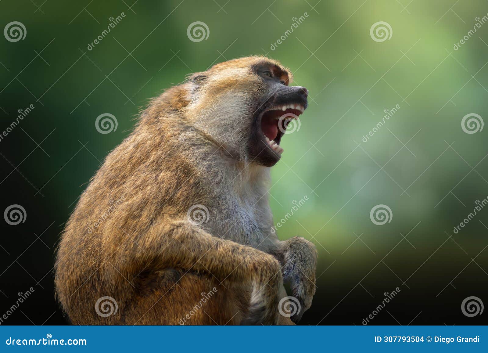 Olive Baboon - Old World Monkey Stock Photo - Image of beautiful ...