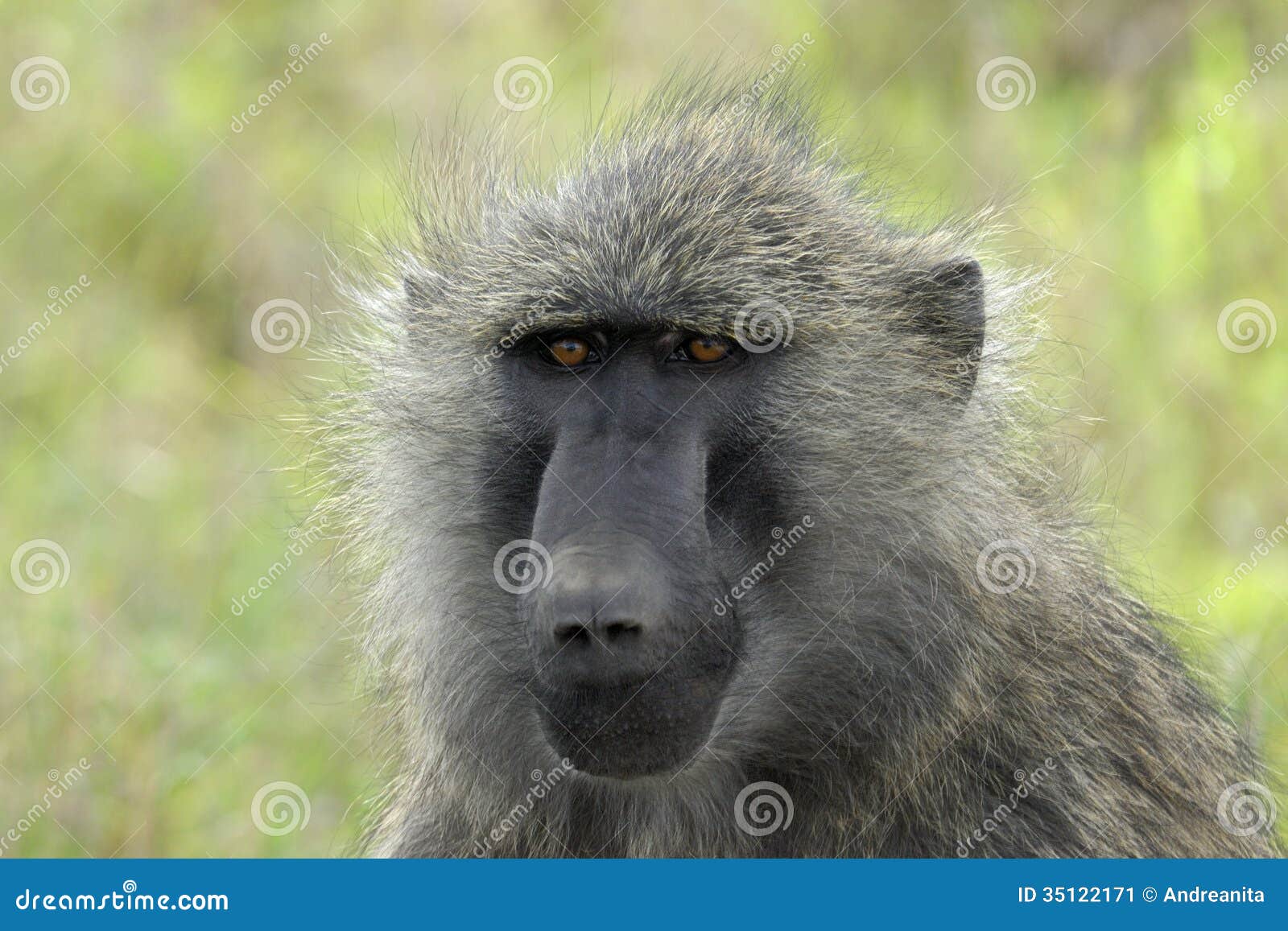Olive Baboon stock image. Image of rainforest, natural - 35122171