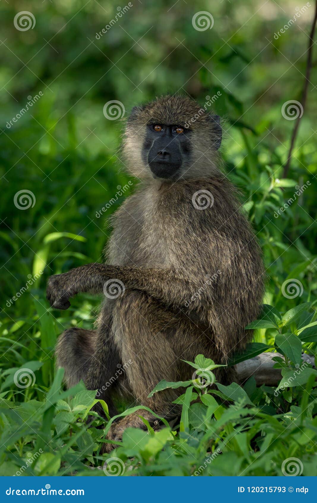 Olive Baboon Sits with Arm on Knee Stock Image - Image of black ...