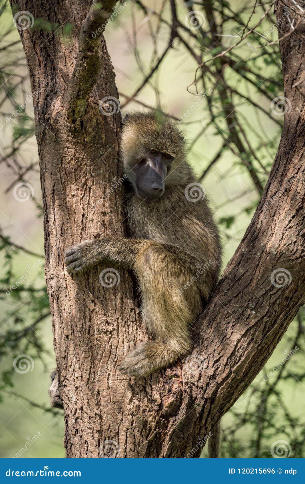 Olive Baboon Sits in Branches of Tree Stock Photo - Image of grey ...
