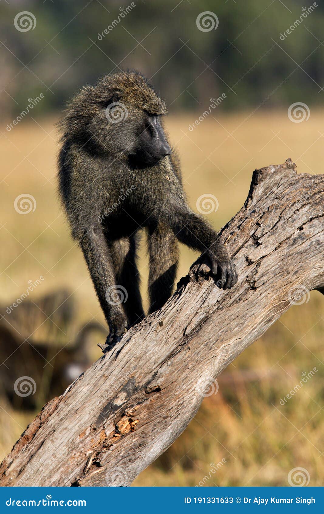 Olive Baboon on a Tree at Masai Mara Stock Image - Image of outdoors ...