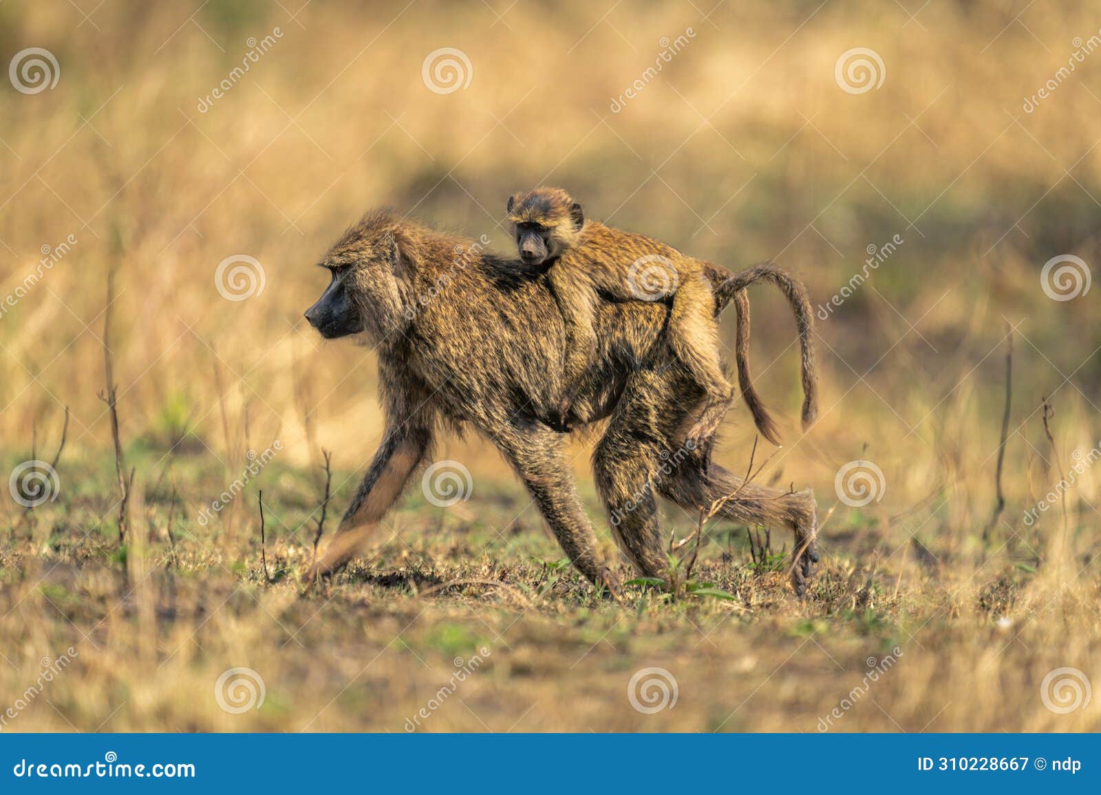 Olive Baboon Walks Carrying Baby on Back Stock Image - Image of walk ...