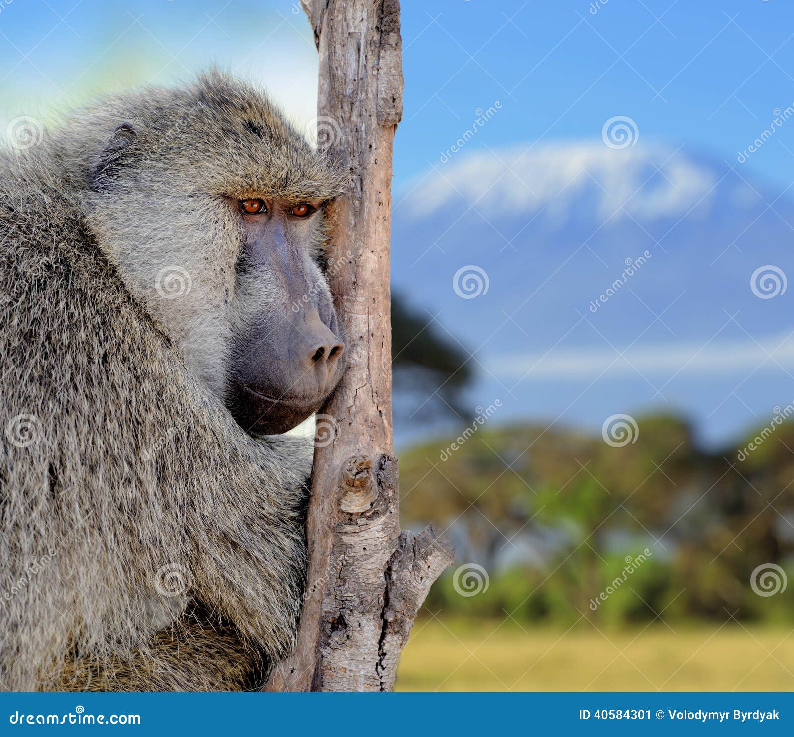 Olive baboon stock image. Image of furry, animal, black - 40584301
