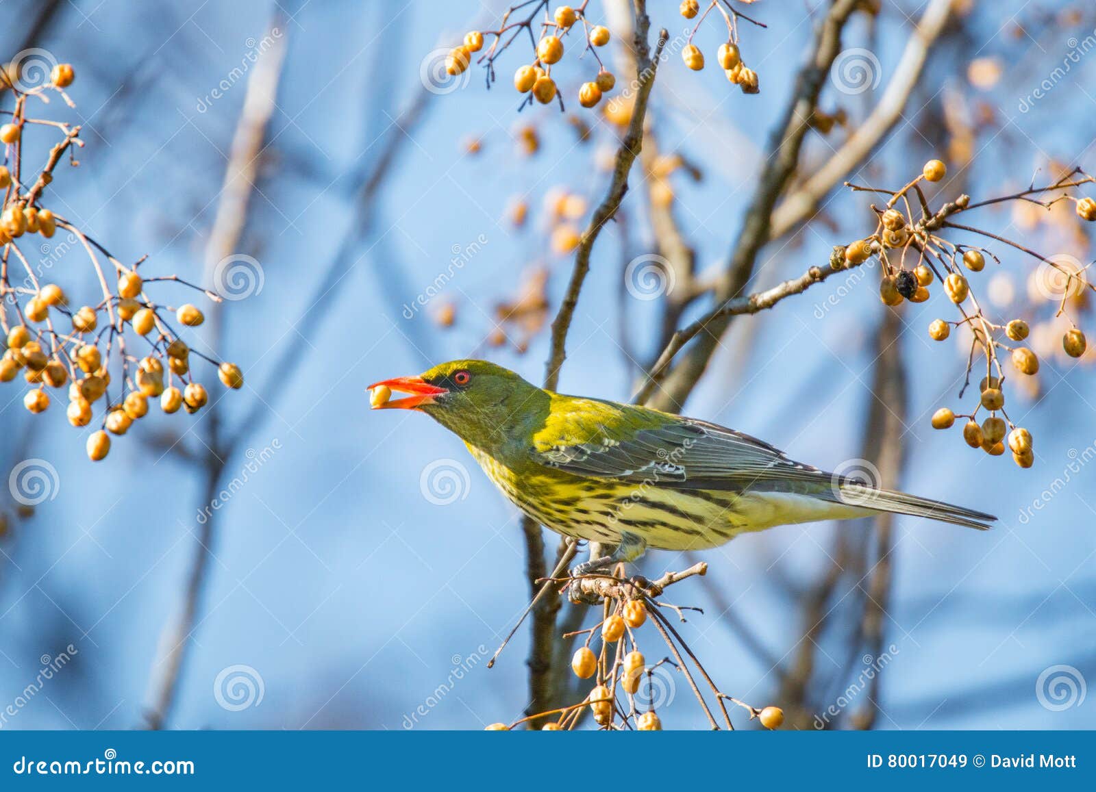 Oriol Feeding Photos - Free & Royalty-Free Stock Photos from Dreamstime