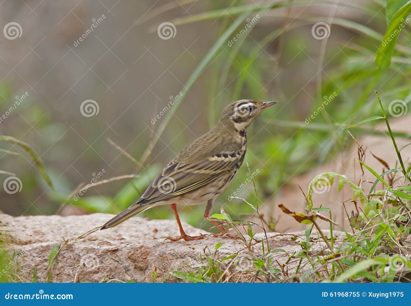 Olive-backed Pipit stock image. Image of wildlife, backed - 61968755